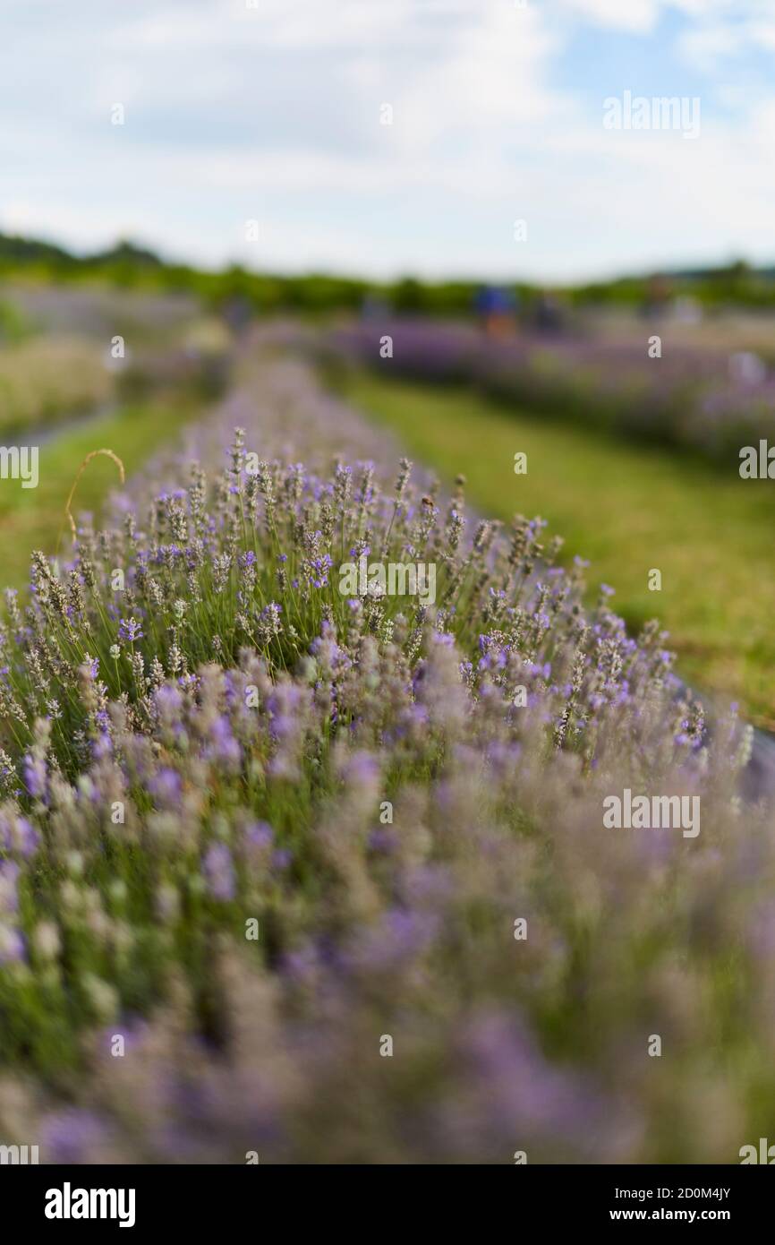 Lavender flowers field in italy Stock Photo - Alamy