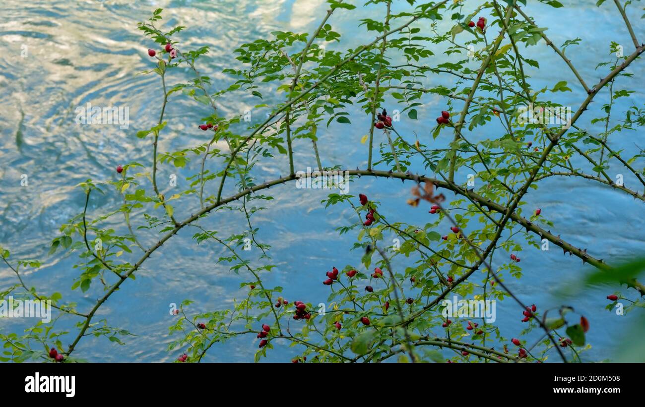 Green branch over river hi-res stock photography and images - Alamy