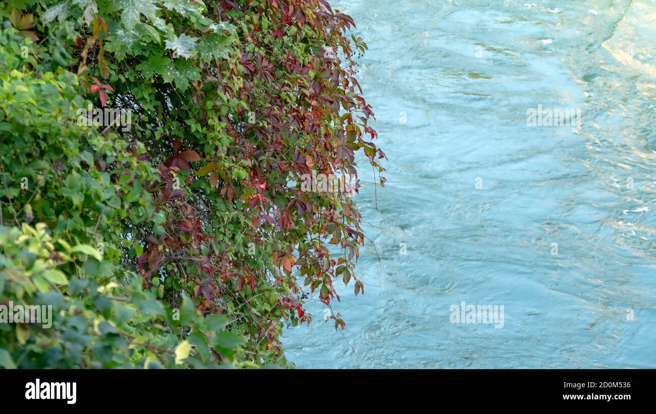 Vines and river hi-res stock photography and images - Alamy