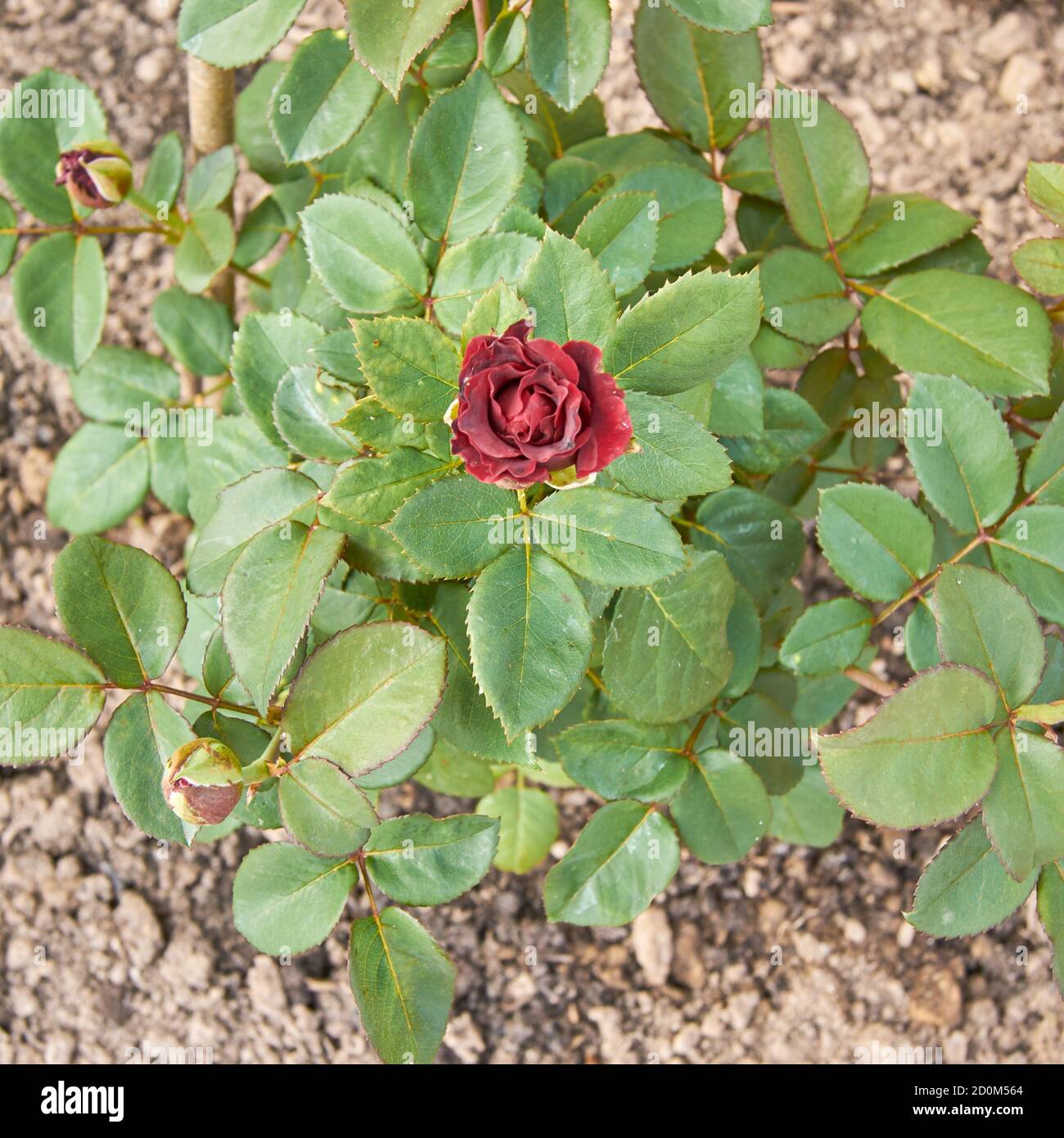 top view of blooming red rose growing in flower garden Stock Photo - Alamy