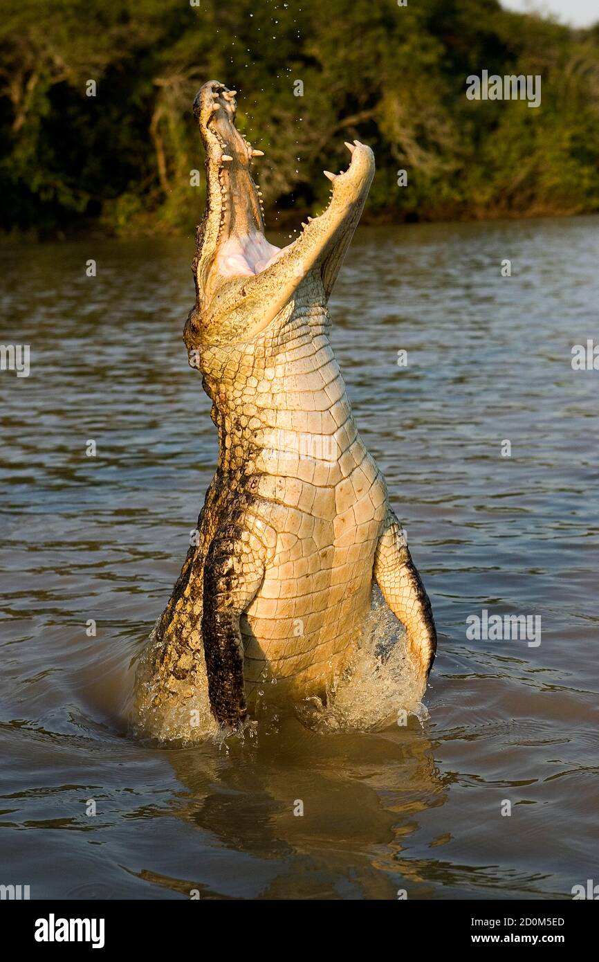 Spectacled Caiman, caiman crocodilus, emerging from River, Los Lianos ...