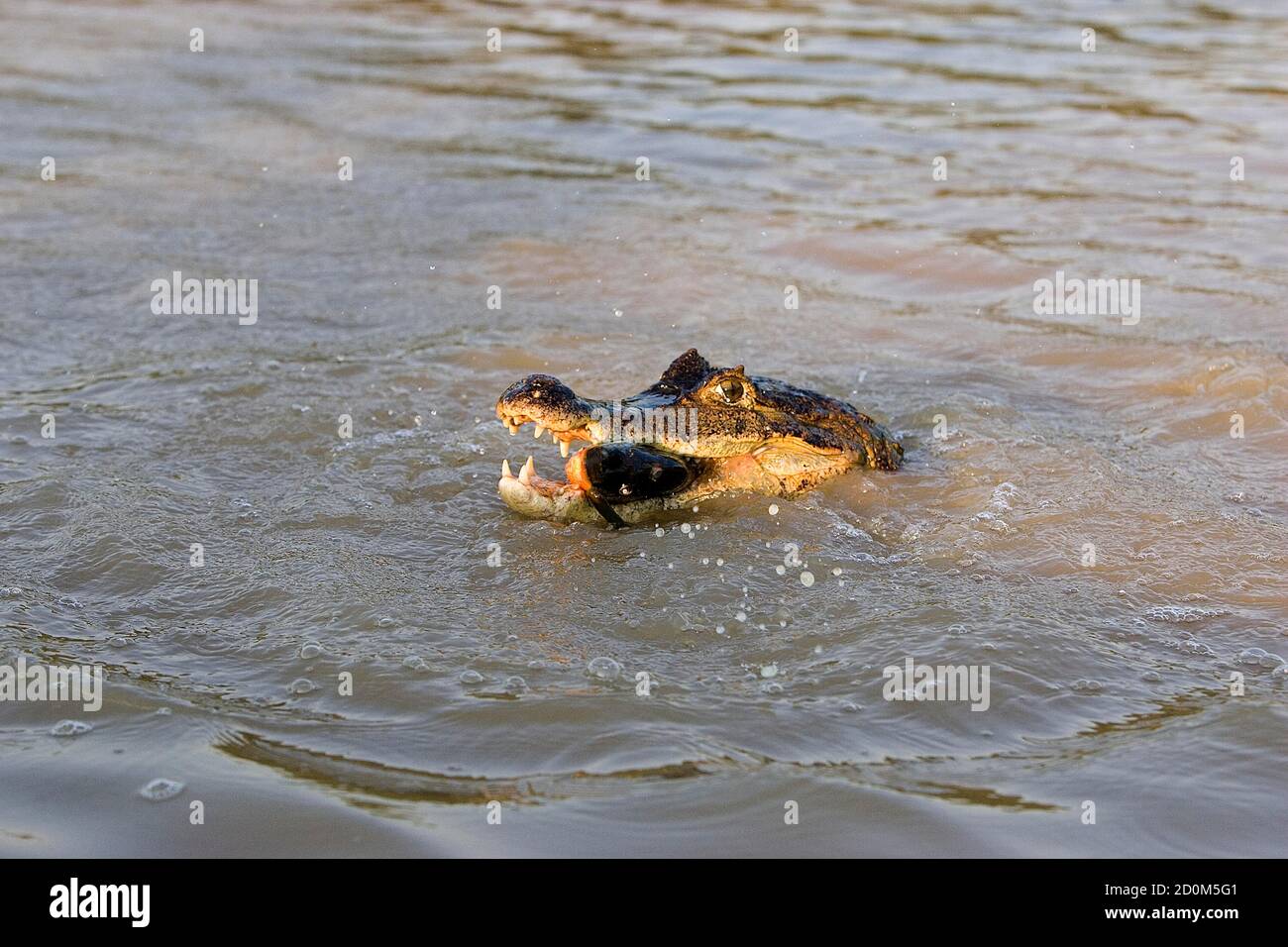 Spectacled Caiman, caiman crocodilus, Catching Fish in River, Los ...