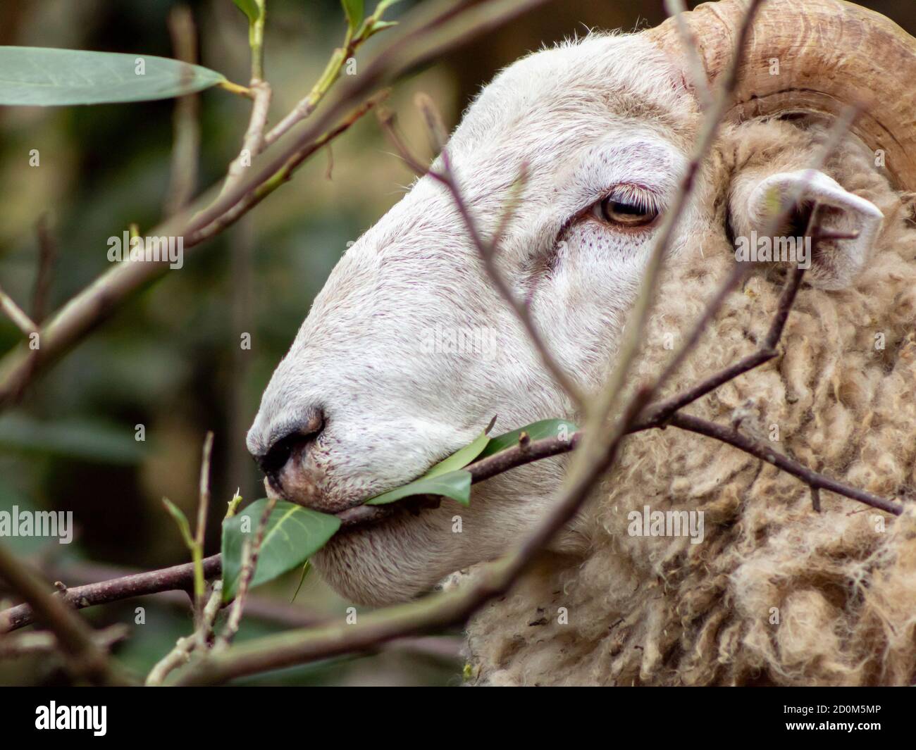 Eats leaves and grass hi-res stock photography and images - Alamy