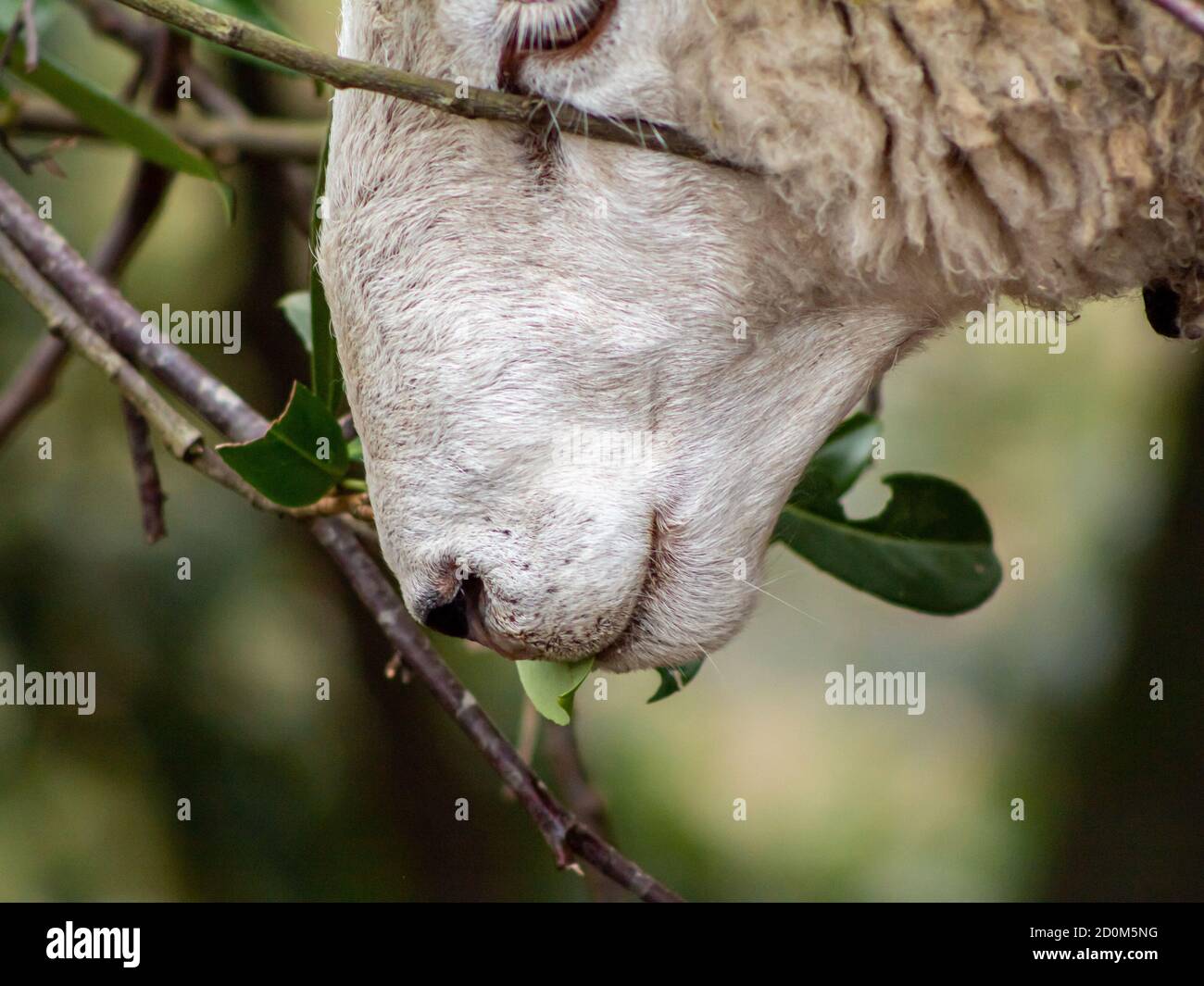 A lamb eats leaves from a tree Stock Photo - Alamy