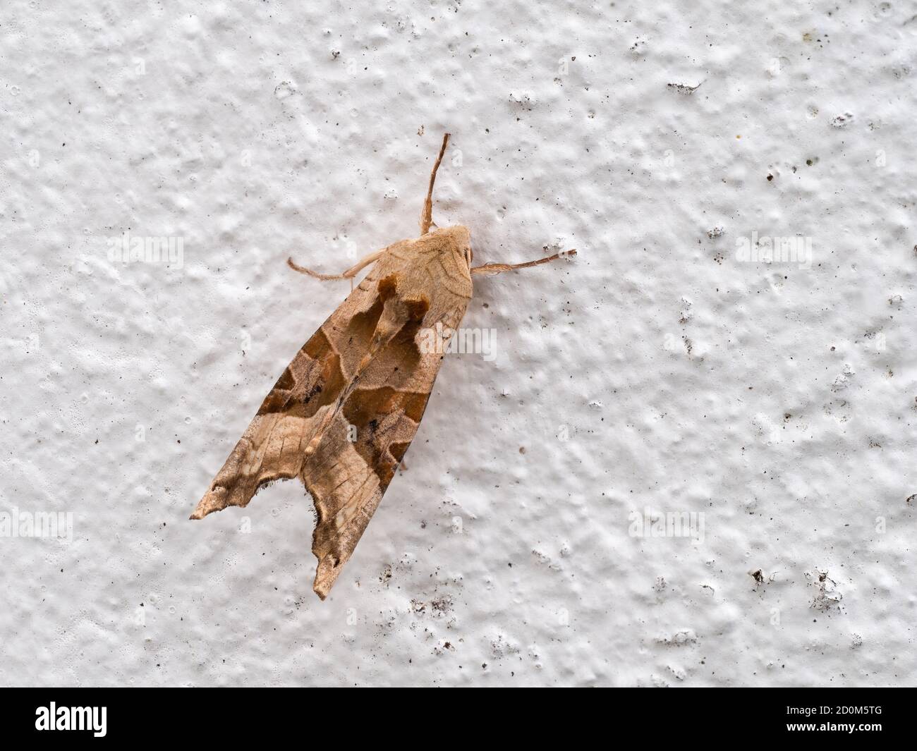 Angle shades moth on white wall. Phlogophora meticulosa Stock Photo - Alamy