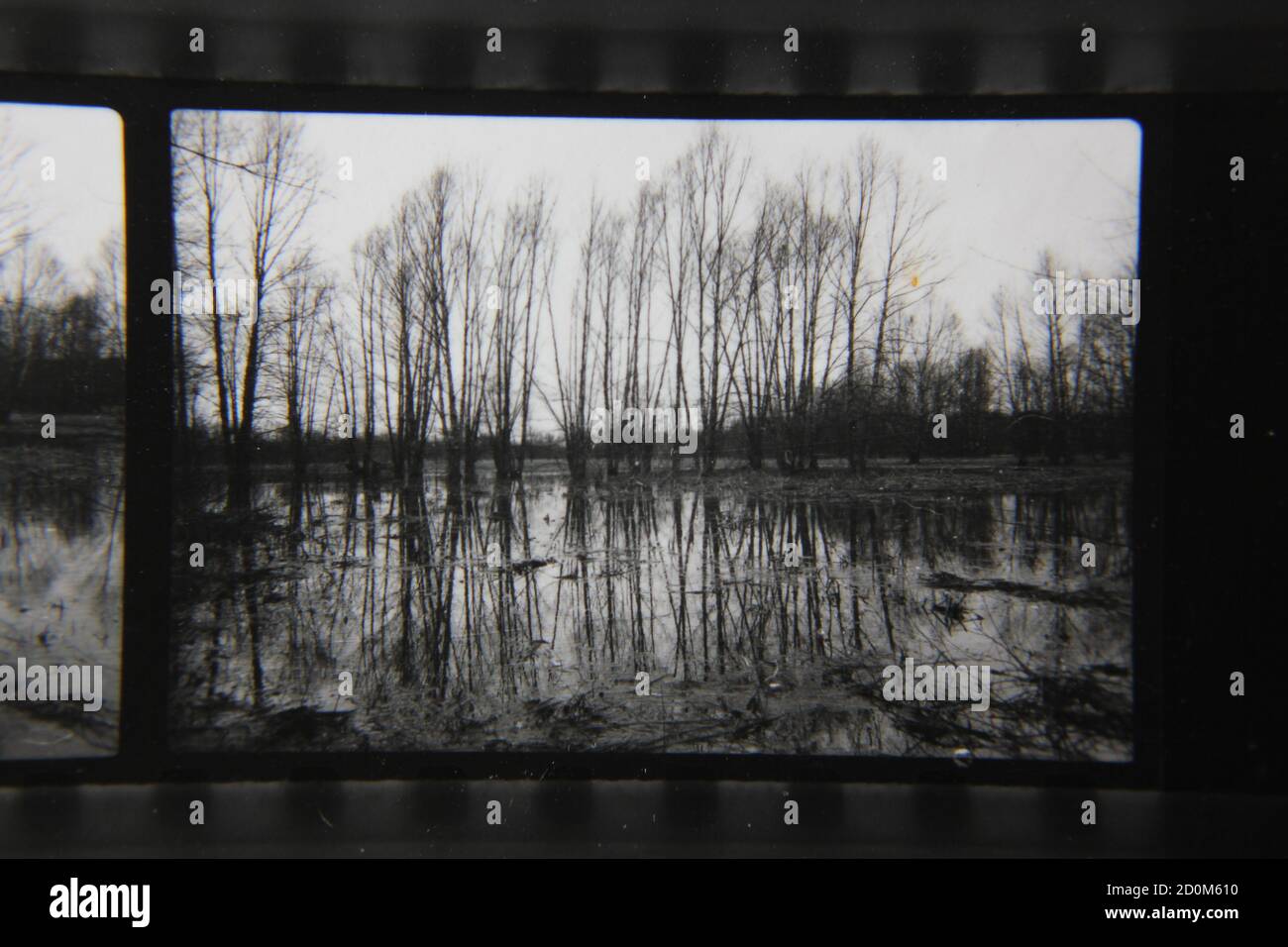 Fine 1970s vintage black and white photography of the forest growing ...