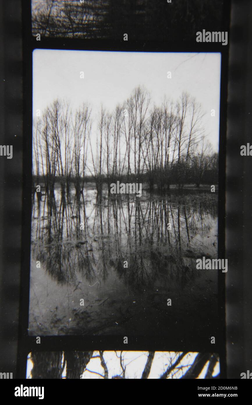 Fine 1970s vintage black and white photography of the forest growing ...
