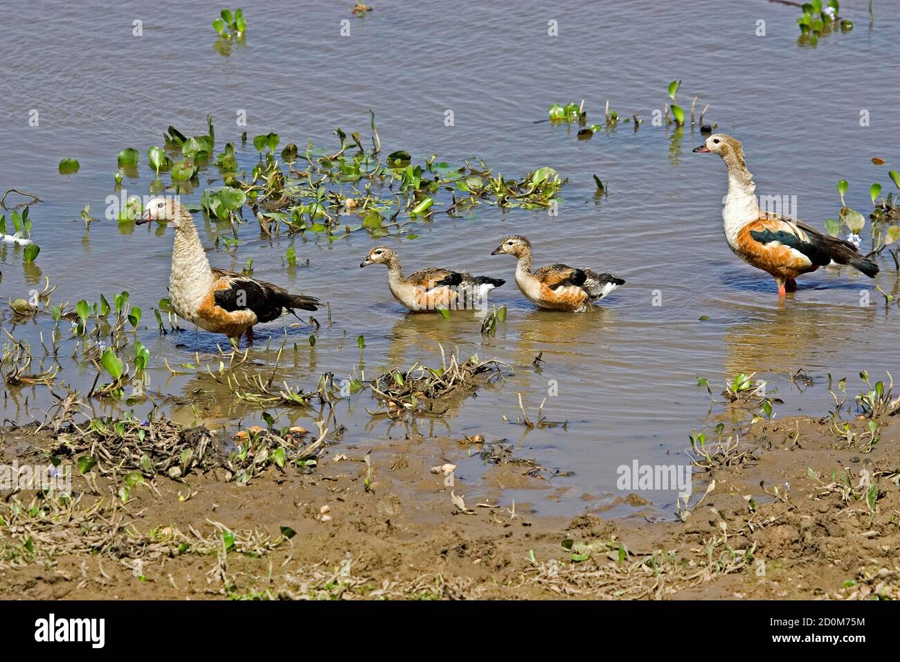Orinoco Goose, neochen jubata, Pair with Chicks, Los Lianos in ...