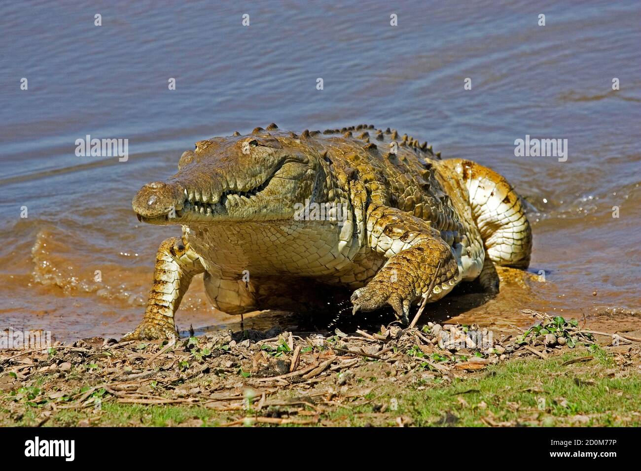 Orinoco Crocodile, crocodylus intermedius, Adult emerging from River ...
