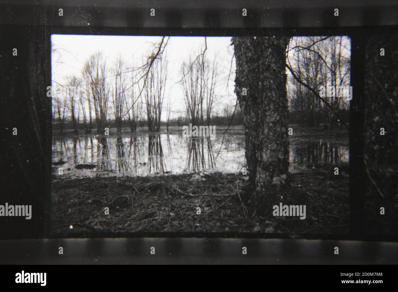 Fine 1970s vintage black and white photography of the forest growing ...