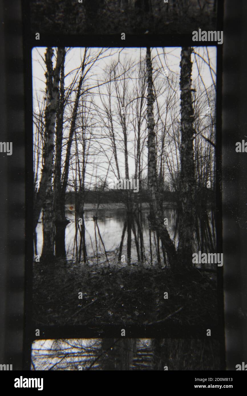 Fine 1970s vintage black and white photography of the forest growing ...