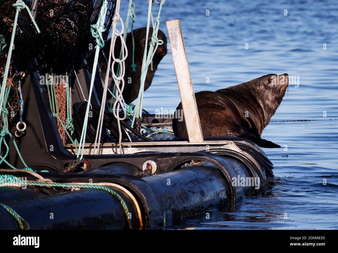 Salmon farming huon aquaculture hi-res stock photography and images - Alamy