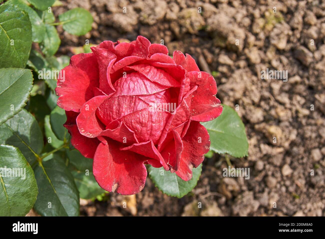 top view of bright blooming single red rose in the garden Stock Photo ...