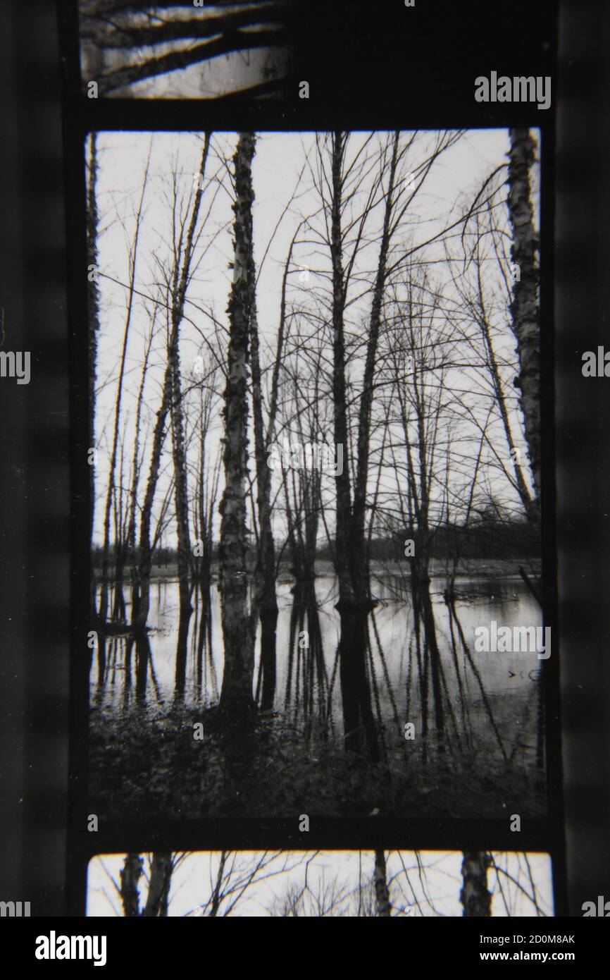 Fine 1970s vintage black and white photography of the forest growing ...