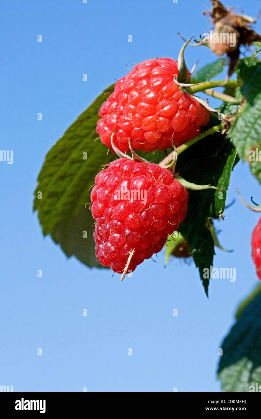 Raspberries, rubus idaeus, Normandy Stock Photo - Alamy
