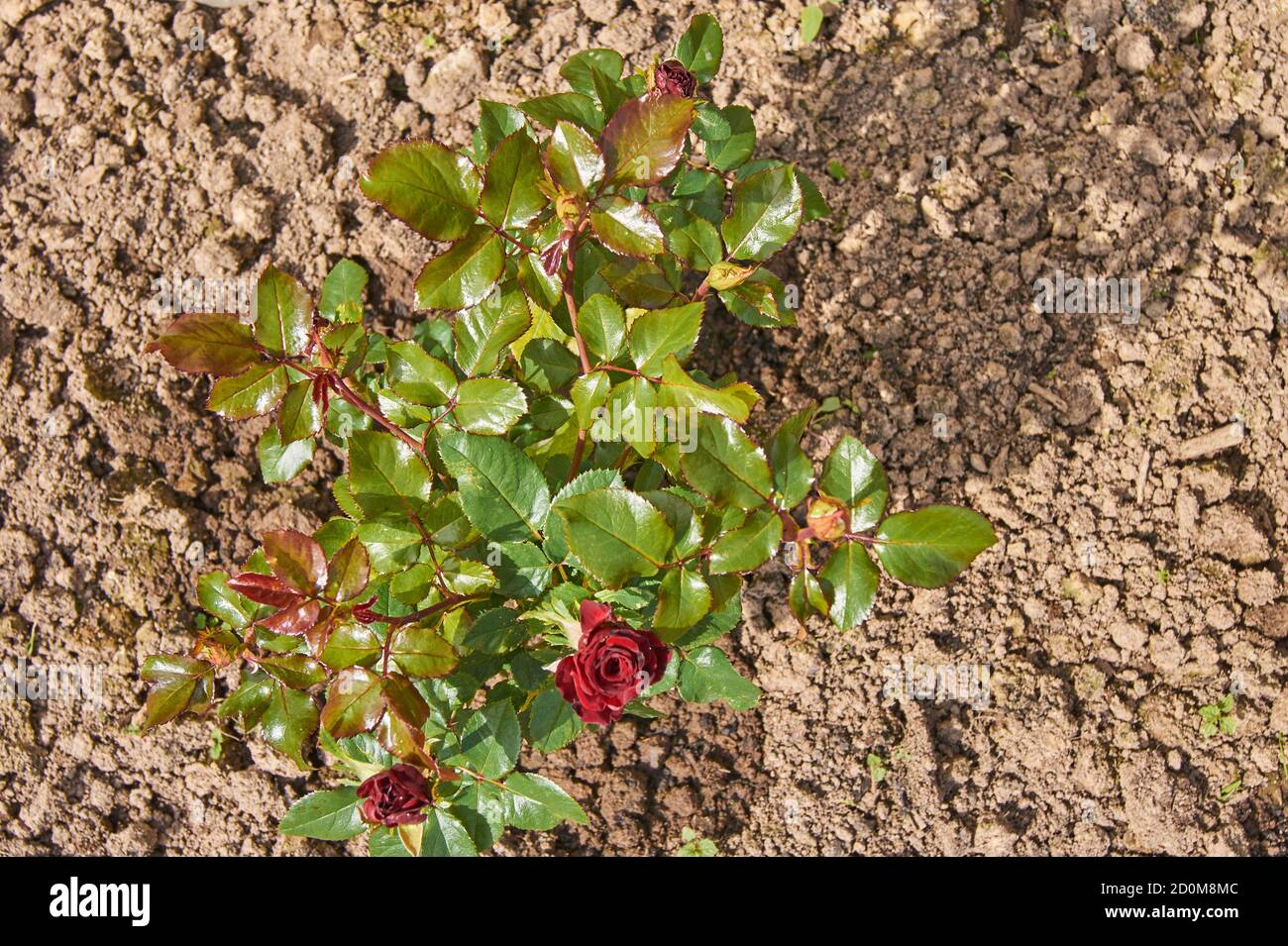 top view of bright blooming single red rose in the garden Stock Photo ...