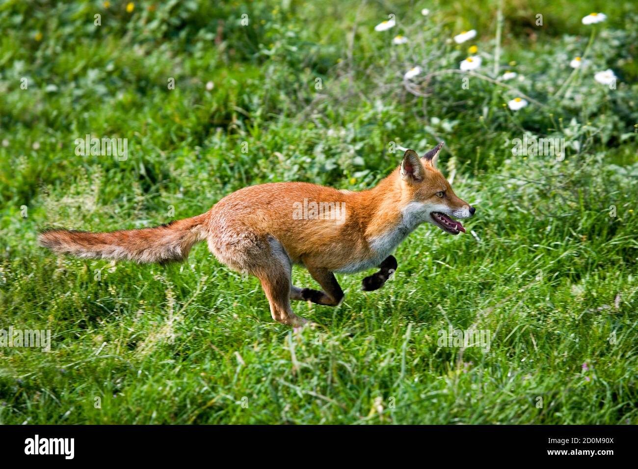 Red Fox, vulpes vulpes, Adult running on grass, Normandy Stock Photo - Alamy