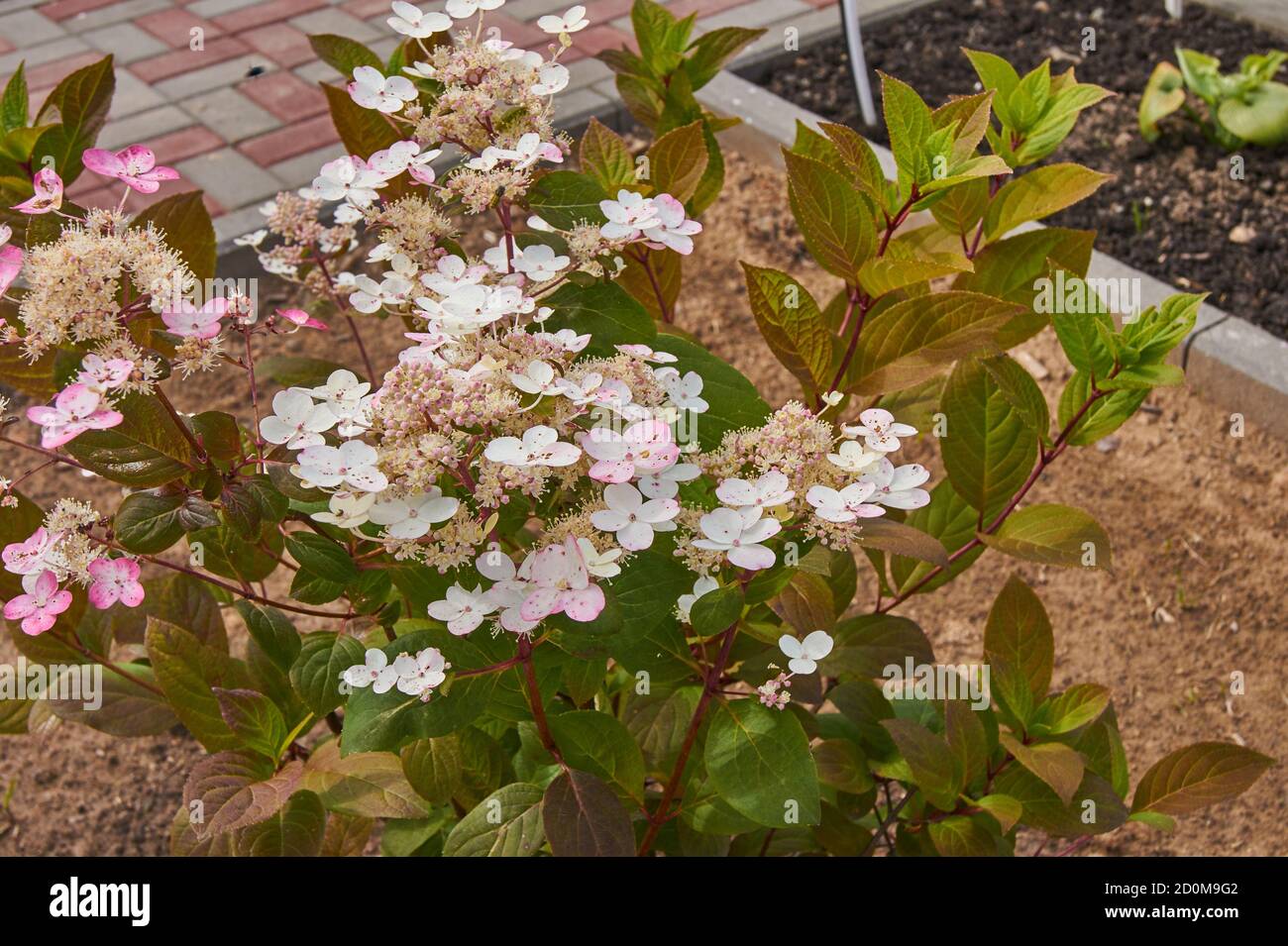 Hydrangea paniculata Early Sensation in the garden. Tender pink flowers ...