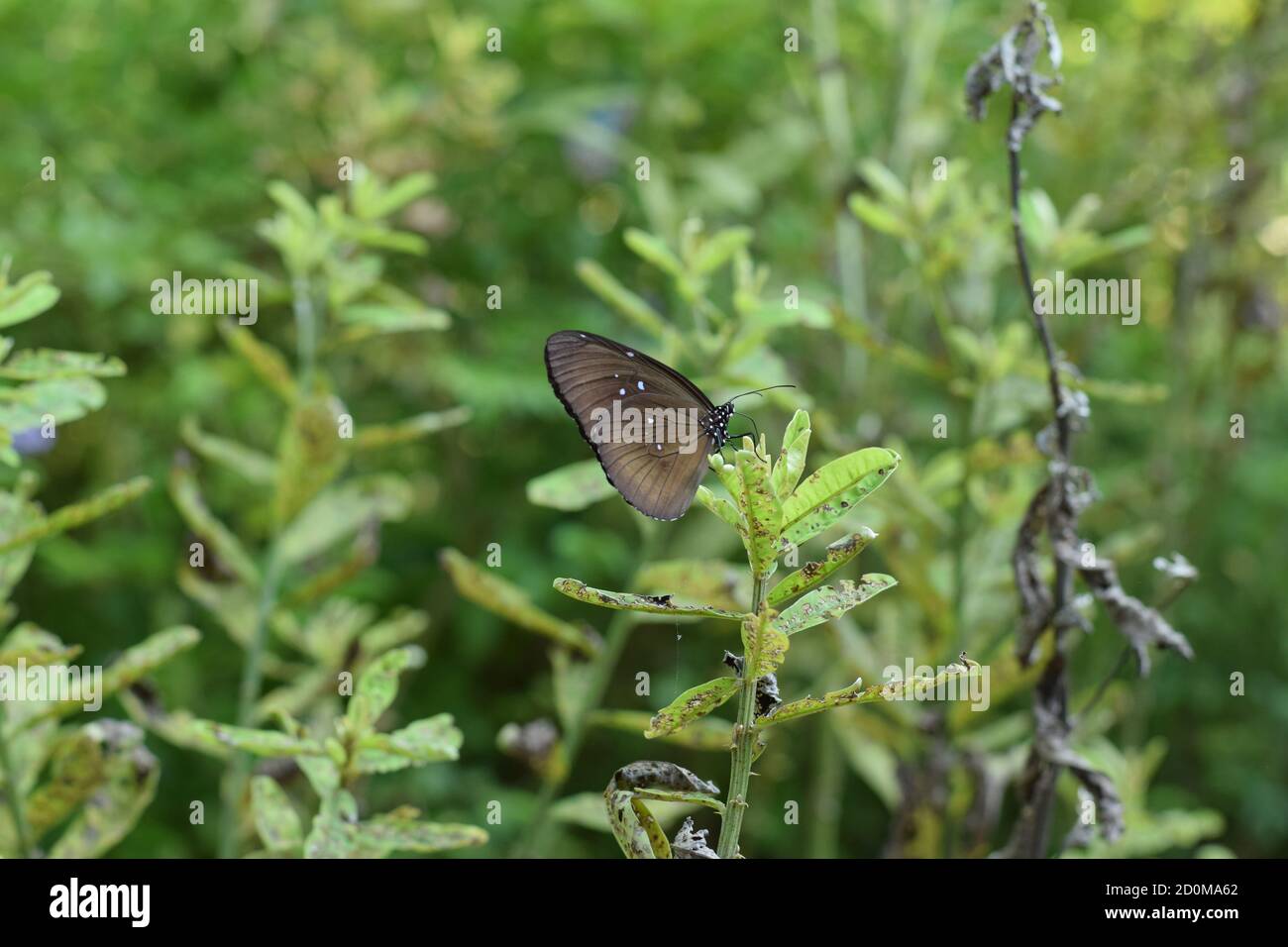 Inside butterfly cocoon hi-res stock photography and images - Alamy