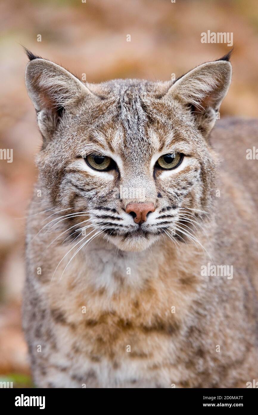 European Lynx, felis lynx, Portrait of Adult Stock Photo - Alamy