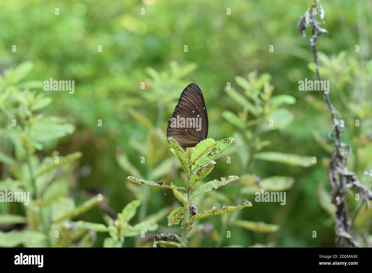 Inside butterfly cocoon hi-res stock photography and images - Alamy