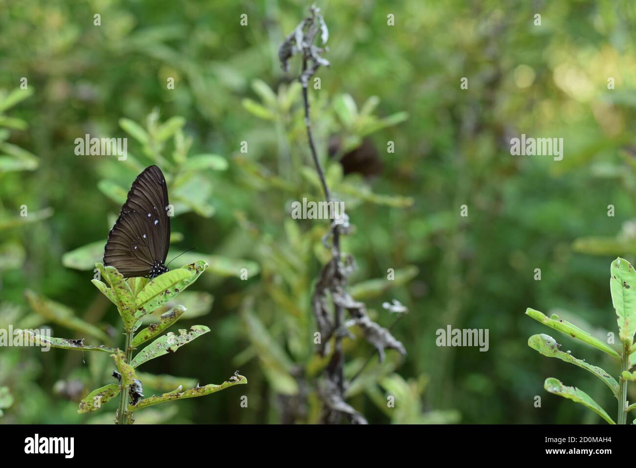 Inside butterfly garden hi-res stock photography and images - Alamy