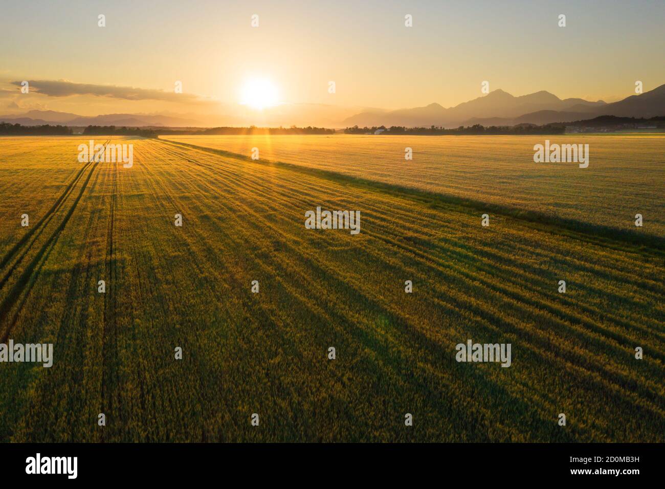 American farm field of wheat at sunset Stock Photo - Alamy