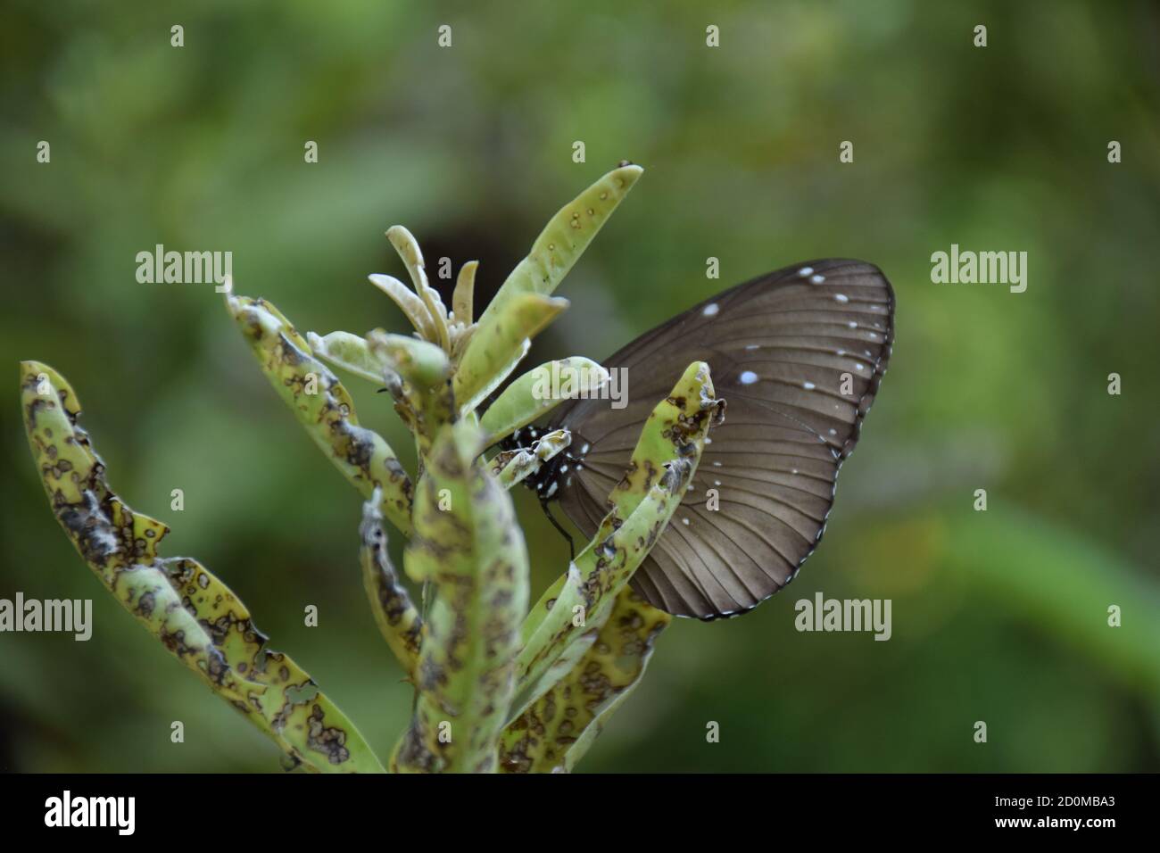 Inside butterfly cocoon hi-res stock photography and images - Alamy