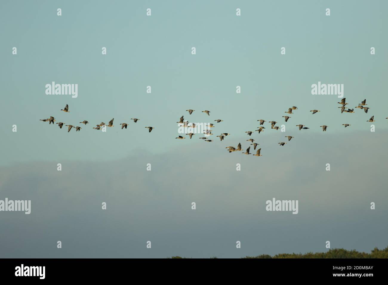 Pink-footed Geese flock of birds in flight (Anser brachyrhychus Stock ...
