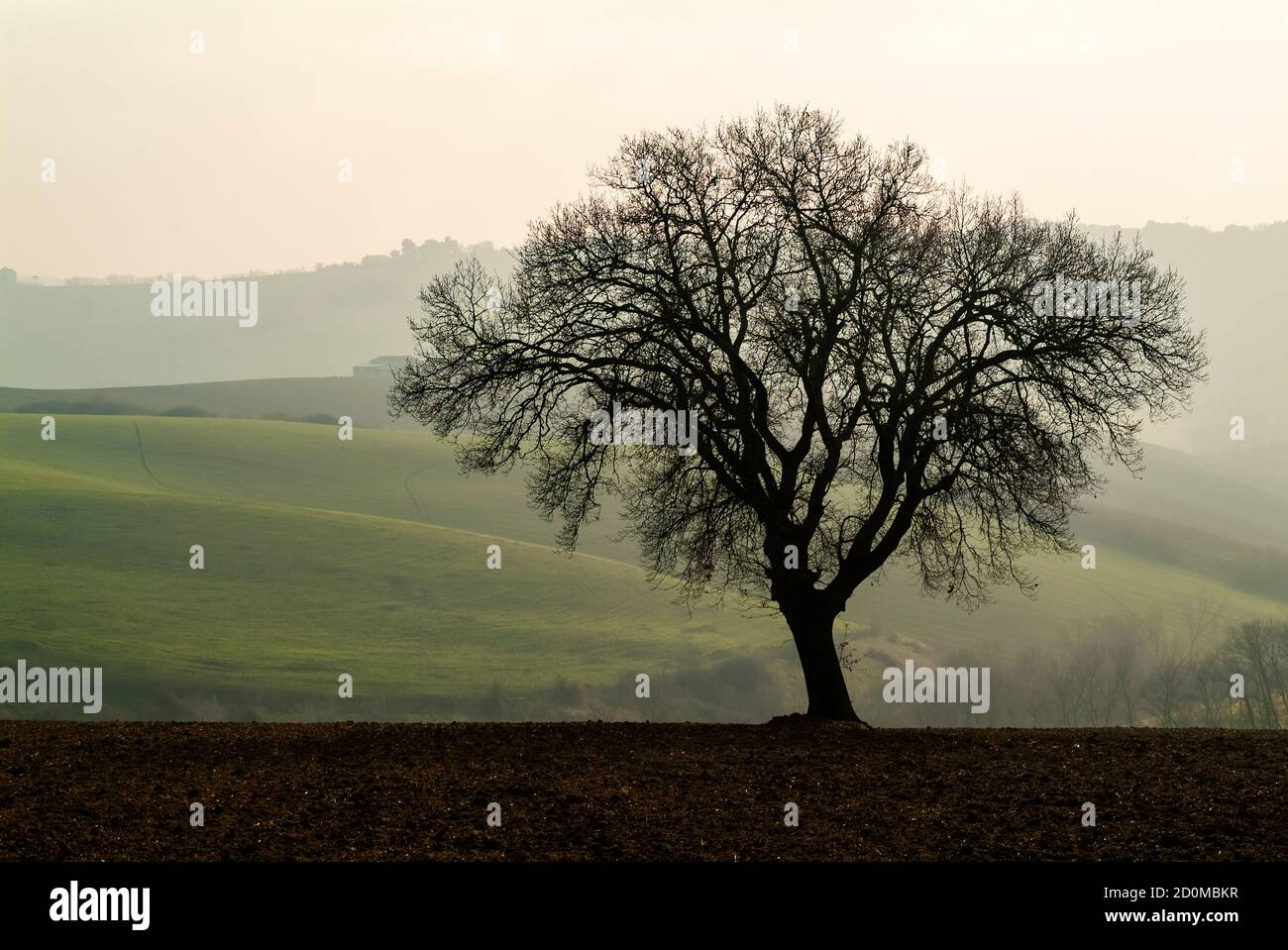 Large and solitary oak tree illuminated by sunlight Stock Photo - Alamy
