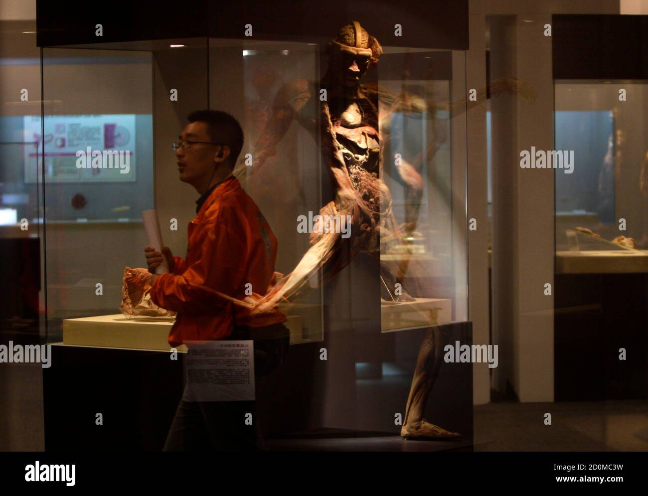 Human body systems hi-res stock photography and images - Alamy