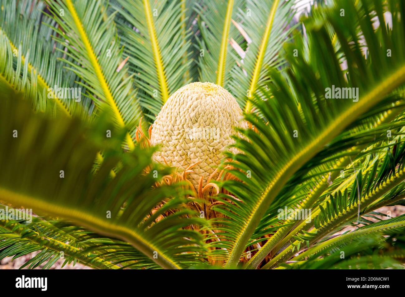 Cycas rumphi hi-res stock photography and images - Alamy