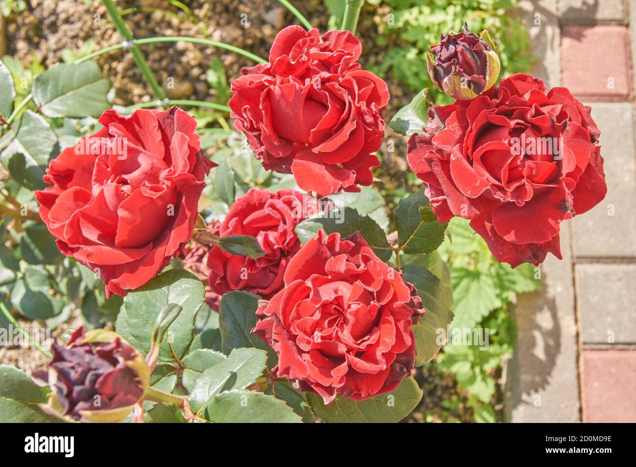 top view of bright blooming red rose bush in the garden Stock Photo - Alamy