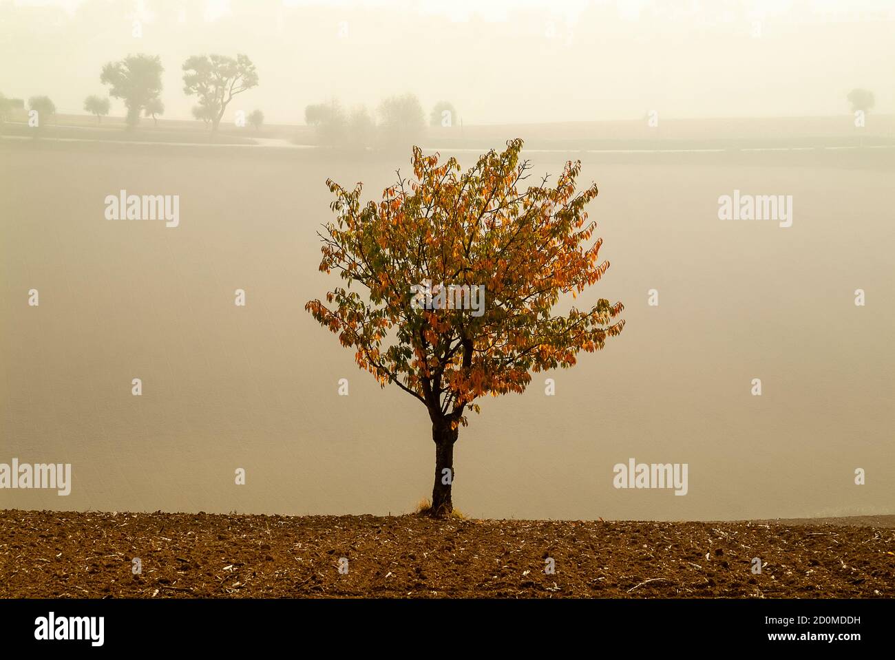 Peach tree hills hi-res stock photography and images - Alamy