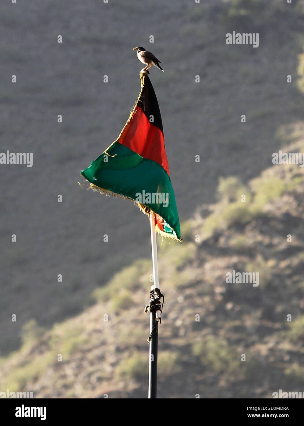 Cop 27 flag hi-res stock photography and images - Alamy