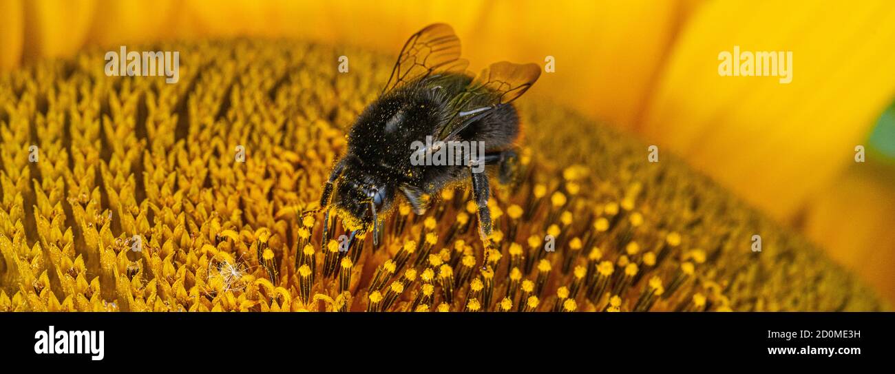 Black and yellow striped bee polinating sunflowers close up low level ...