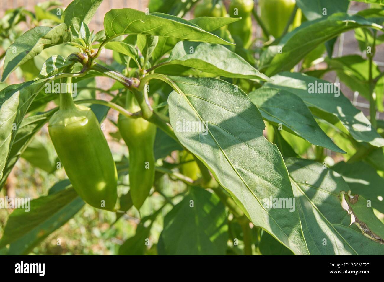 Growing organic green bell paper n fegetable garden. Eco healthy food ...