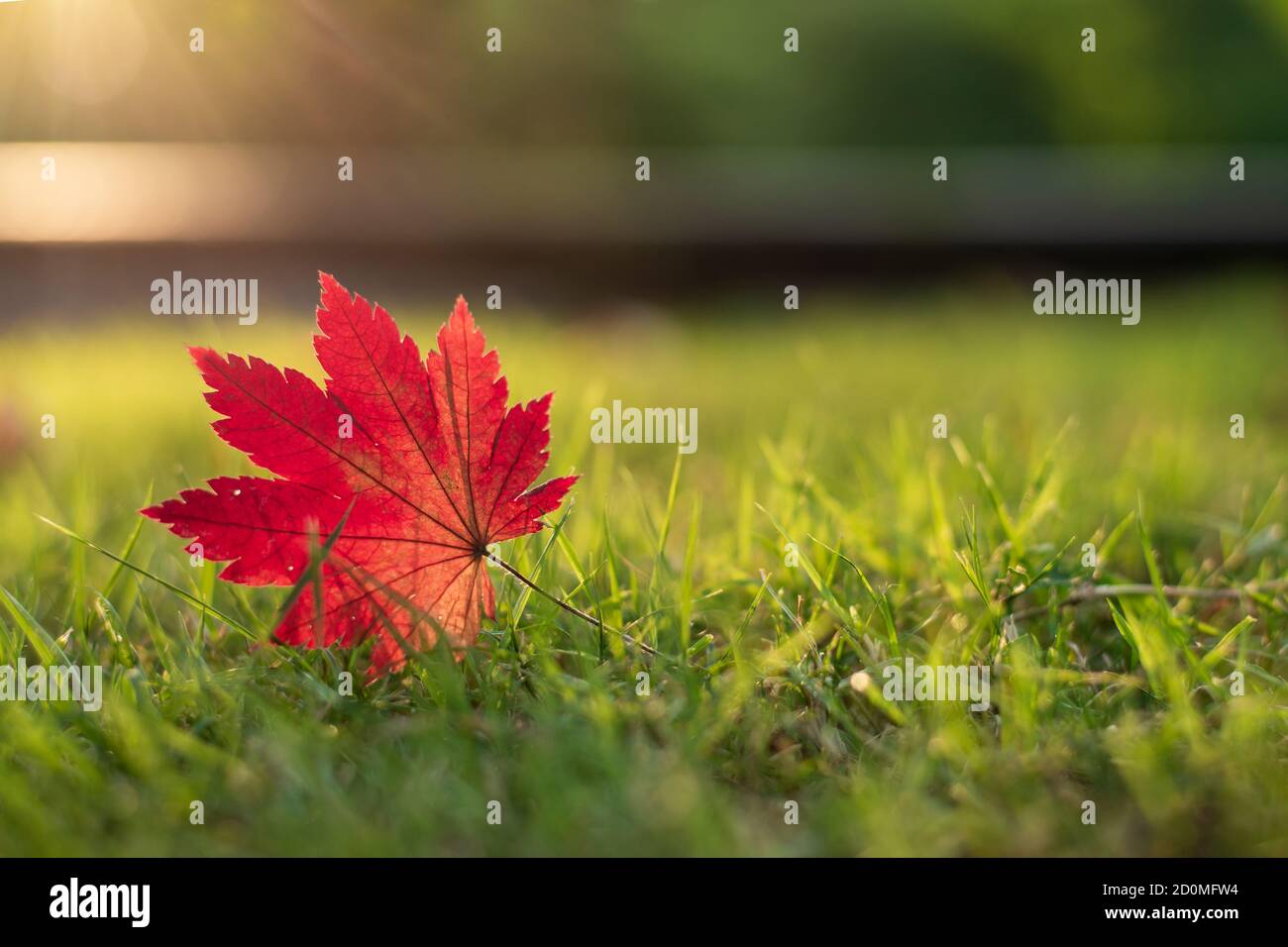 Red maple leaf falling down and laying on the bright green grass in the ...