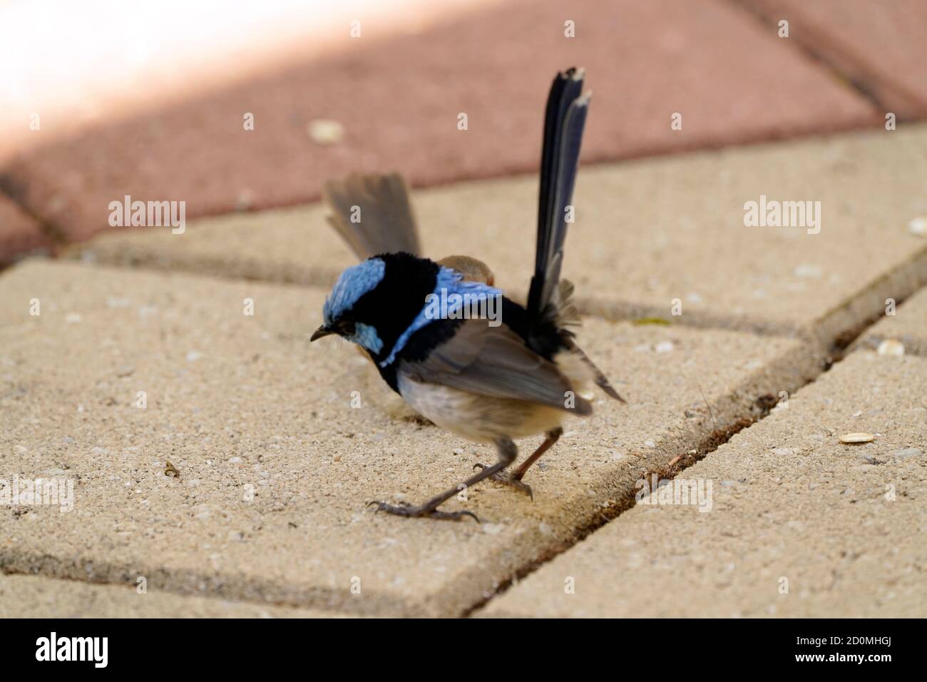 Male stunningly coloured Blue fairy wren feeding its young Stock Photo ...