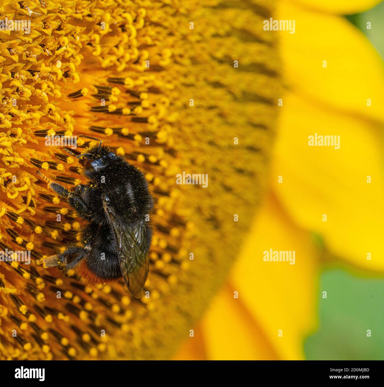Black and yellow striped bee polinating sunflowers close up low level ...