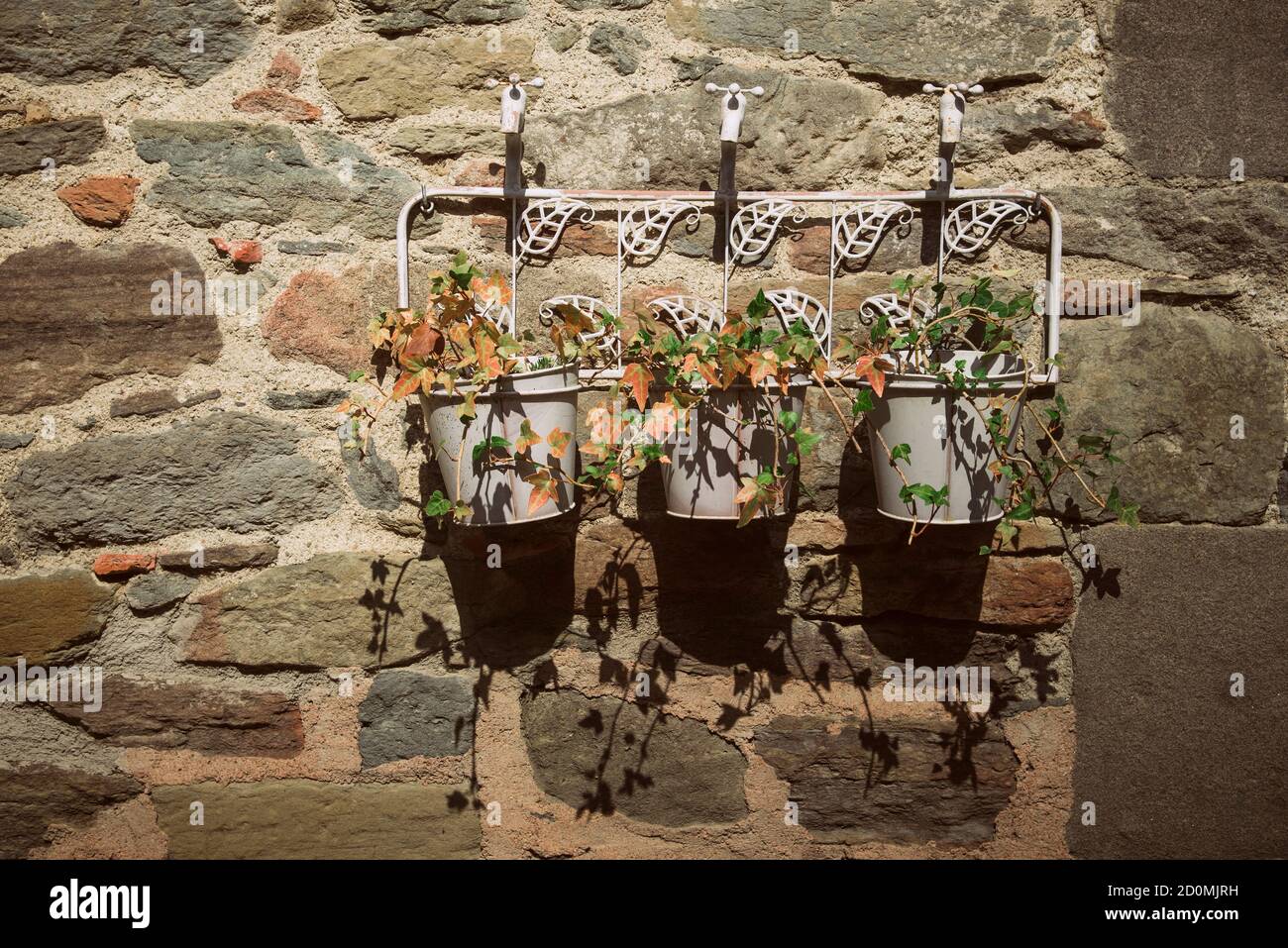 Ivy in pots on the wall Stock Photo - Alamy