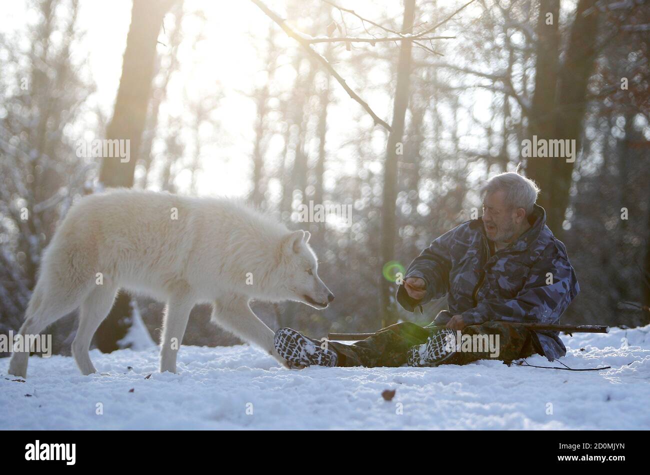 German wolf packs hi-res stock photography and images - Alamy
