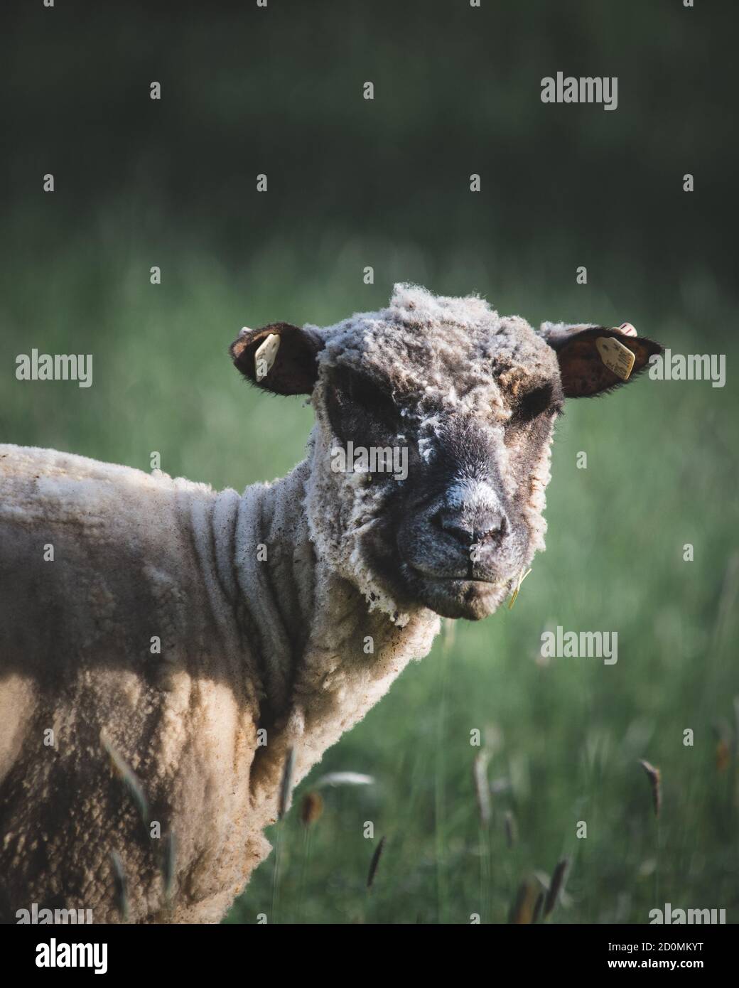 grumpy looking Black-face Sheep standing on meadow - portrait shot ...