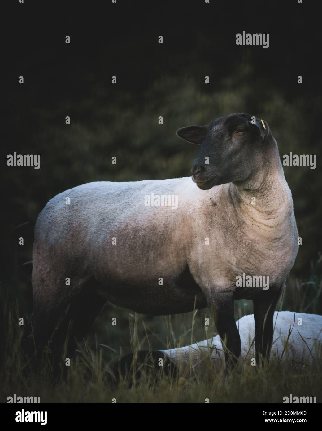 Black-face Sheep standing on meadow - whole sheep body - looking around ...