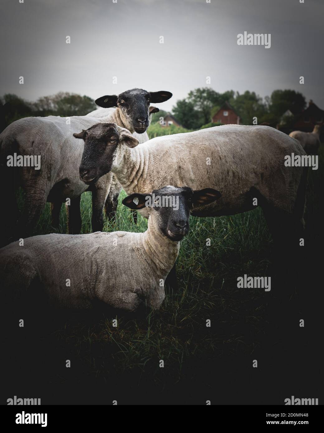 Three sheep, one lying, two standing, looking into the camera, offset ...