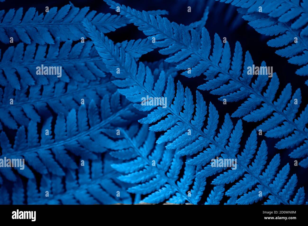 Trend color 2020 classic blue, fern leaves background for design Stock ...