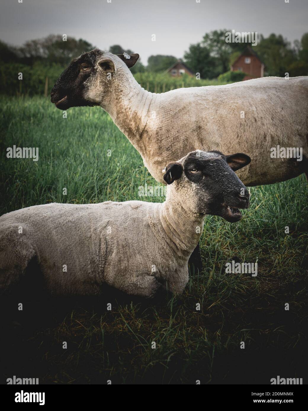Two sheep, one lying, one standing, looking away from camera, offset ...