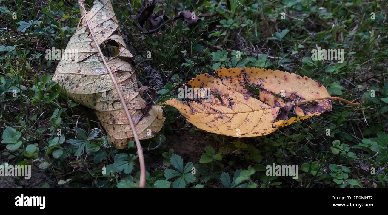 Italian maple tree hi-res stock photography and images - Alamy