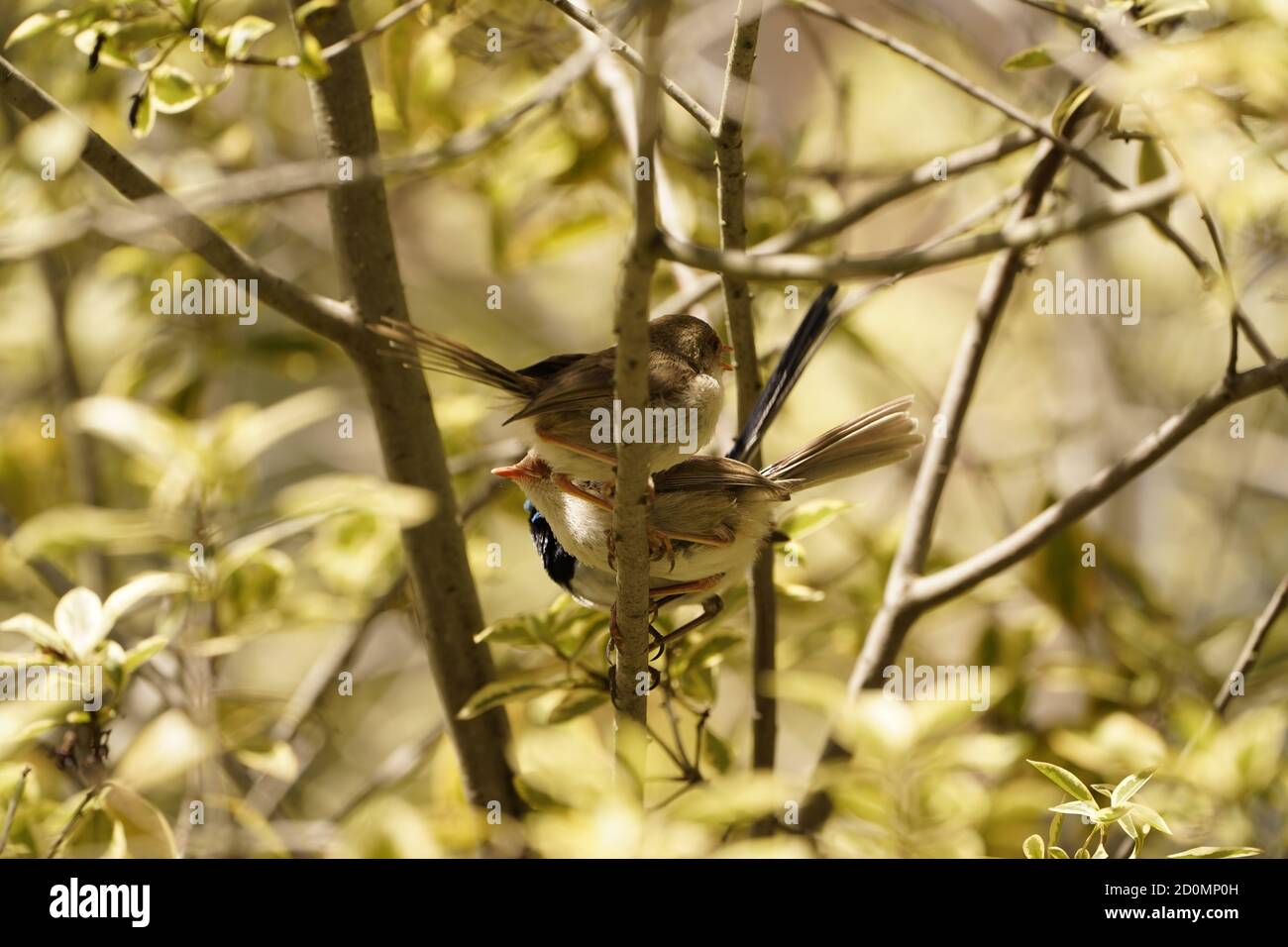 Male stunningly coloured Blue fairy wren feeding its young Stock Photo ...