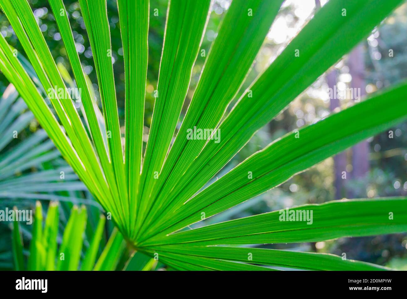 tropical leaves close up. Jungle nature background Stock Photo - Alamy